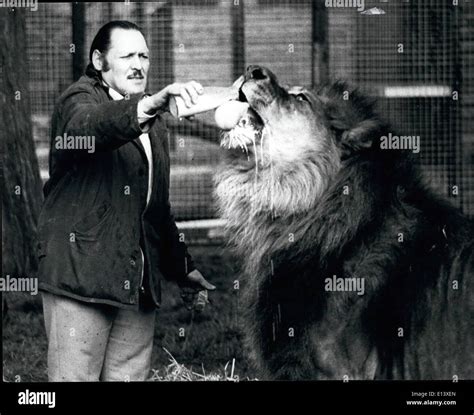 Barbary Lion Size Comparison