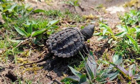 A Guide For Migrating Cra To Vite Rreactjs