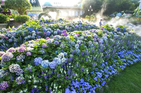 에버랜드 여름꽃 정원에 펼쳐진 그랑 블루