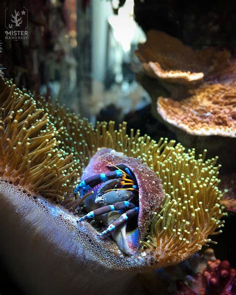 The Blue Legged Hermit Crab Mister Nano Reef