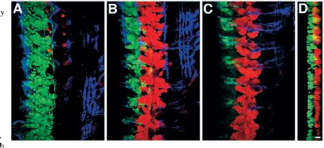 Figure 1 From Segmentation Of The Central Nervous System In Leech Semantic Scholar
