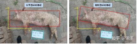 猪体长检测技术方案 知乎
