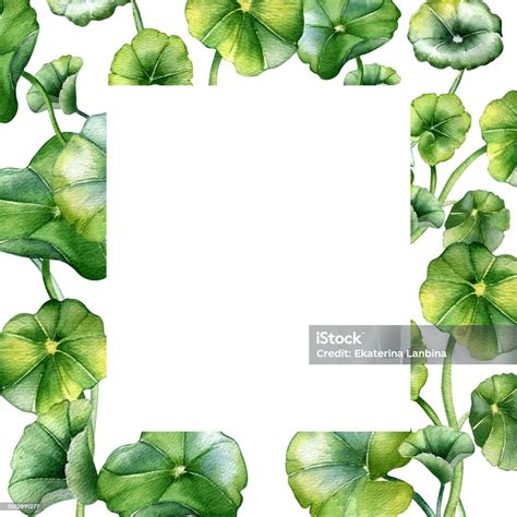 센텔라 아시아티카의 프레임 허브 식물 수채화 그림은 흰색으로 분리되어 있다 Pennywort Gotu 콜라 둥근 나뭇잎 배경 손으로 그렸습니다 포장 상표 초본 식물 수집을