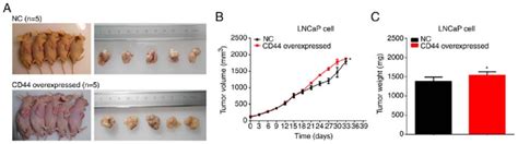 Overexpression Of Cd44 Promotes Tumorigenicity Of Prostate Cancer Cells Download Scientific