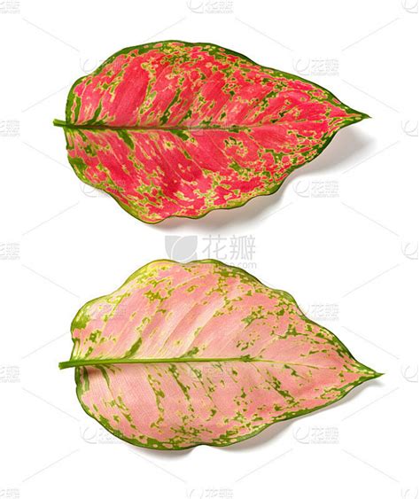 白底红叶的顶部和底部