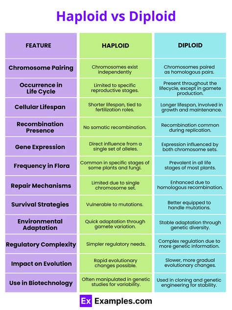 Haploid Vs Diploid Key Differences And Characteristics Explained Sep Sitename