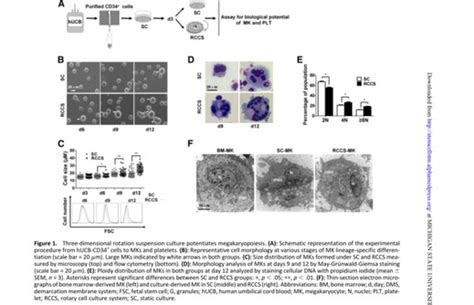 Research Spotlight Platelet Generation