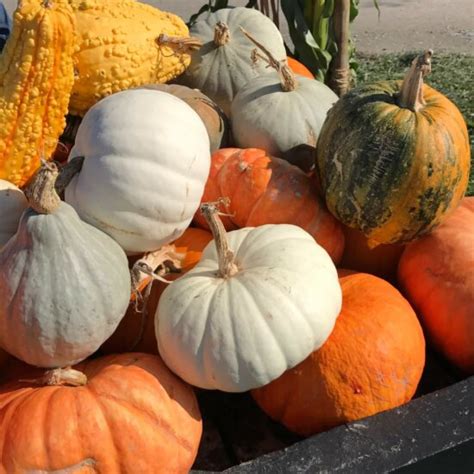 Diy Bookshelf The 22 Best Projects To Try • Insteading