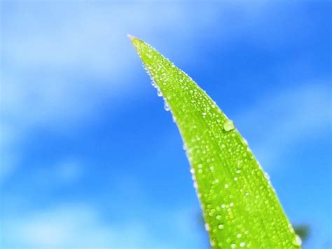 Premium Photo Close Up Of Wet Plant Premium Photo Close Up Of Wet Plant