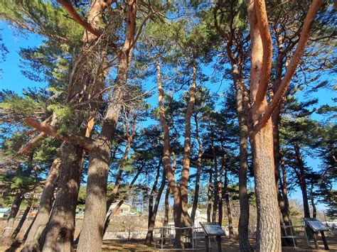 소나무 병 지식in