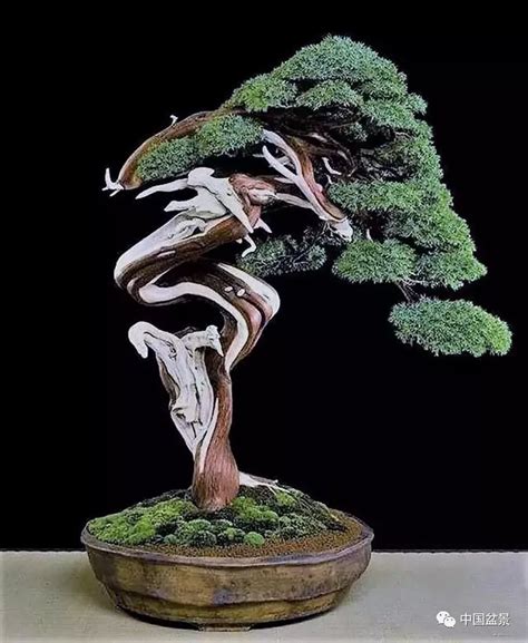 盆景之王柏类盆景的欣赏与养护