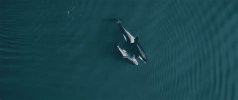 Coextinction Cinecenta