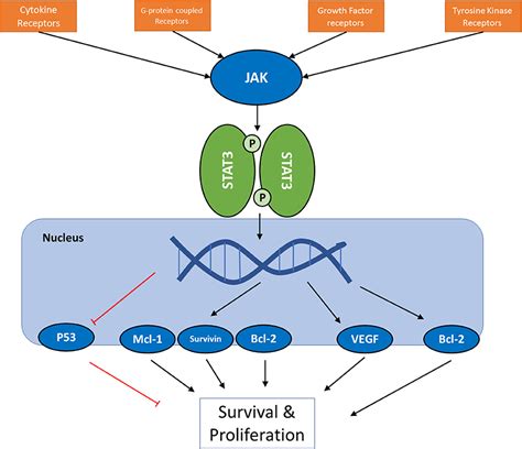 Jak Stat Pathway Cytokines The Jak Stat Pathway Is A Principal