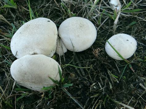 Дождевик луговой (Lycoperdon pratense) фото и описание