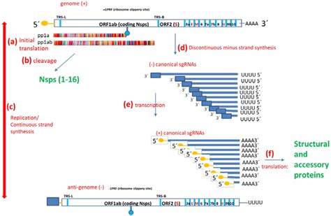 Sar Cov 2 Rna And Protein Synthesis Sars Cov 2 Genome Is Ss Rna Upon Download Scientific