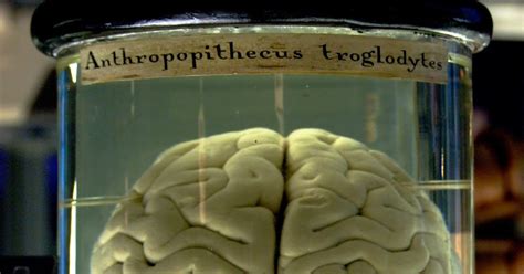 Brain Jack Image Brain In A Jar