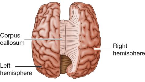 Brain Hemispheres Diagram