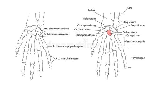 Bones Of The Left Hand Stock Vector Illustration Of Finger 50135653
