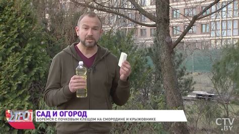 Спасаем урожай смородины и крыжовника! Обработка от почкового клеща ...