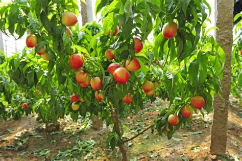 Growing Nectarine Trees How To Plant And Care For This Marvelous Stone Fruit