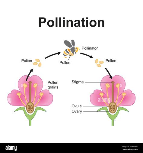 Fertilization In Plants Steps