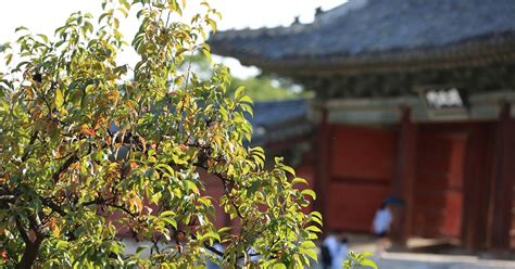 [포토친구] 고궁의 가을