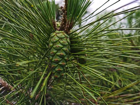 松树怎么种，怎么养好活 花百科