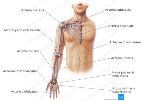 Main Arteries Of The Upper Limb Anterior Latin Kenhub Image