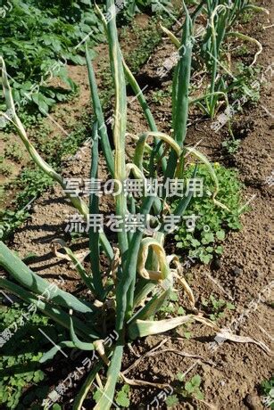 ネギ萎縮病 全農教フォトライブラリ