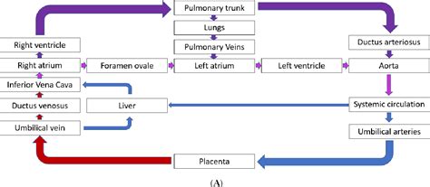 Figure 1 From Utility Of Fetal Echocardiography With Acute Maternal Hyperoxygenation Testing In