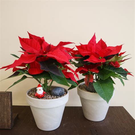 크리스마스선물 포인세티아 화분 아이디어스