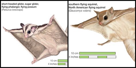 What Is Convergent Evolution