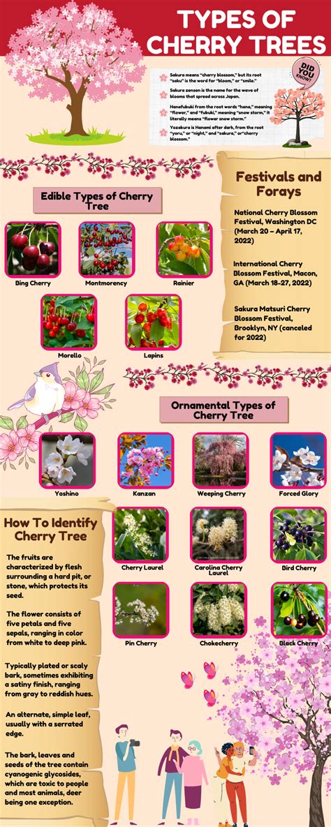 15 Different Types Of Cherry Trees Cherry Tree Varieties Types Of Cherries Ornamental Cherry