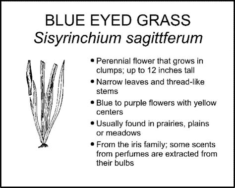 Blue Eyed Grass Smart Garden Signs