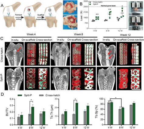 In Vivo Evaluation Of The Osteoconductivity Of Implanted Scaffolds In