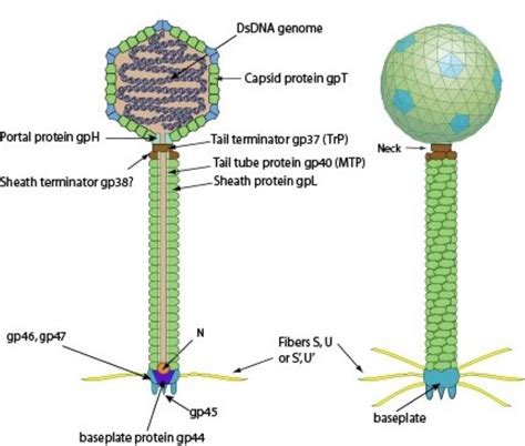 11 Bacteriophage Examples Studiousguy