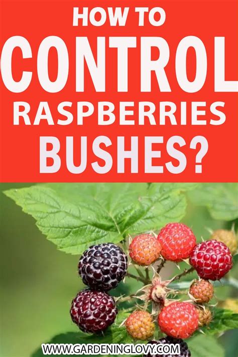 How To Control Raspberries Bushes Raspberry Bush Growing Raspberries Pruning Raspberries
