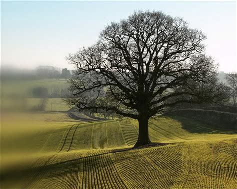 Natural Tree With Blur Effect Nature Photography Wallpapera