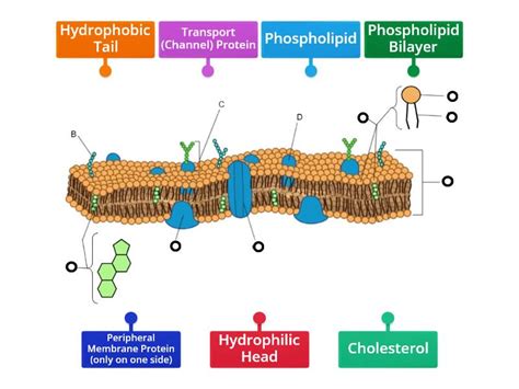Cell Membrane Diagram Labelled Diagram