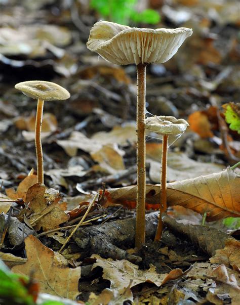 Xerula Pudens From Parco Di Monza MB Italia On October 3 2012 At 09