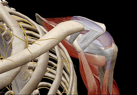 Learn Muscle Anatomy Bursae