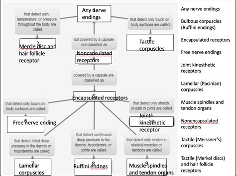 Concept Map Classification Of Sensory Receptors Angela Maureene