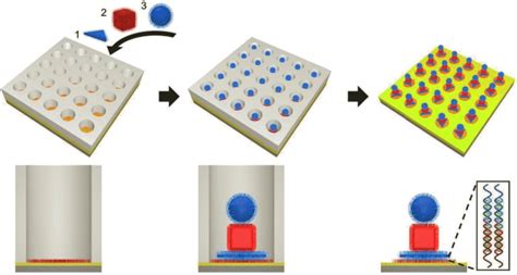 Building Superlattices From Individual Nanoparticles Via Template Confined Dna Mediated Assembly