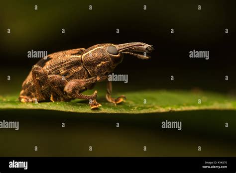 Weevil High Resolution Stock Photography And Images Alamy