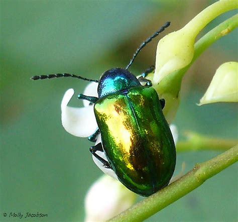 Chrysochus Auratus Bugguide Net