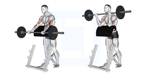 Dumbbell Hammer Curl Guide Benefits And Form