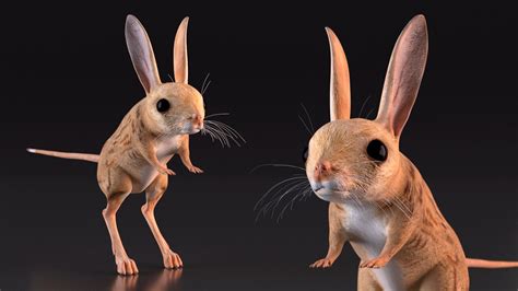 3d Desert Jerboa Rigged For Cinema 4d Model Turbosquid 2223655