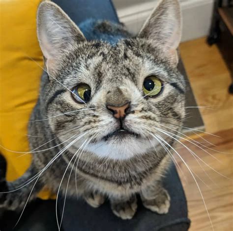 Бывает ли синдром Дауна у домашних животных Будни ветеринарного врача Дзен