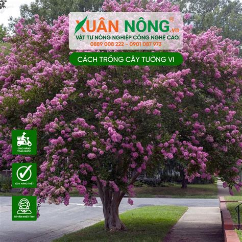 Cách trồng cây hoa Tường Vi để có hoa nở đẹp