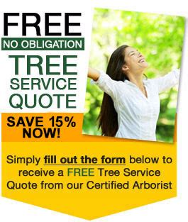 Tree Timming Terms Every Homeowner Should Know